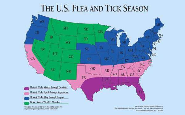 Weathering Flea and Tick Outbreaks | Adams™
