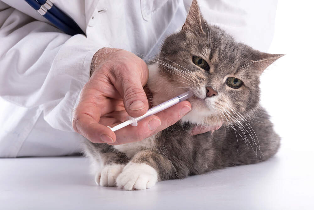 How To Give A Difficult Cat Liquid Medicine Adams How To Give A Difficult Cat Liquid Medicine Adams