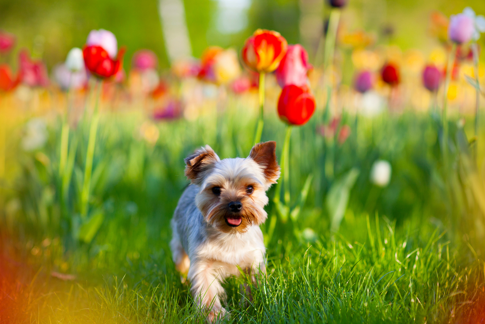 Spring Flea and Tick Protection for Dogs and Cats: The Pests Have Arrived